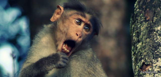 Definition of ‘Monkey Country’ – Cycling Cindy